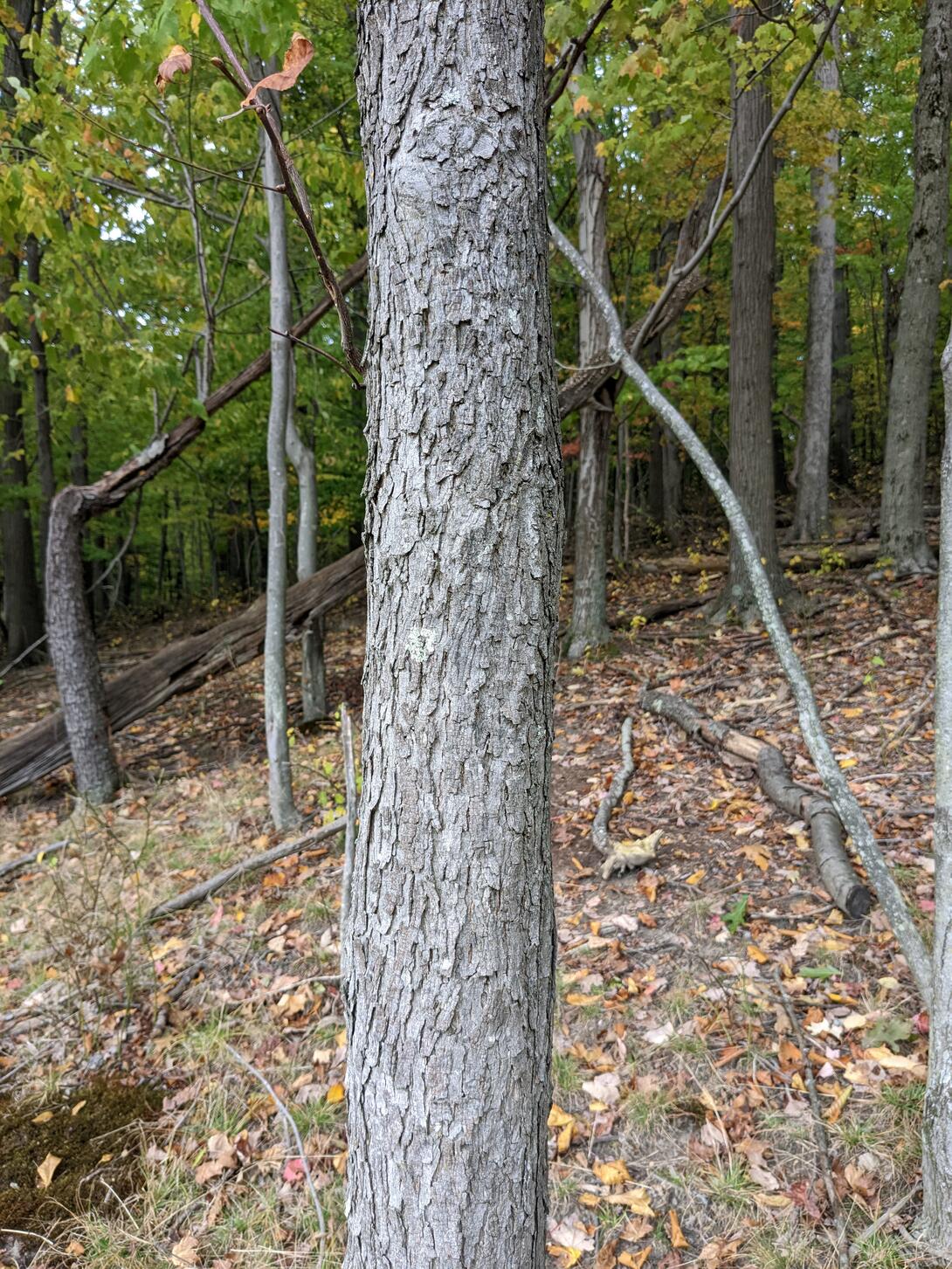 Pignut Hickory | CMP Tree Selection Tool
